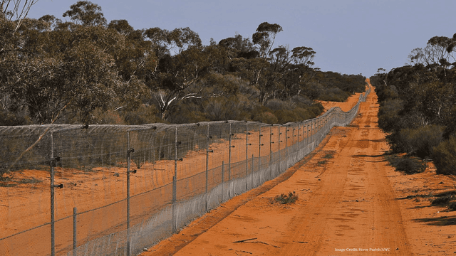 Rewilding Australia's endangered species