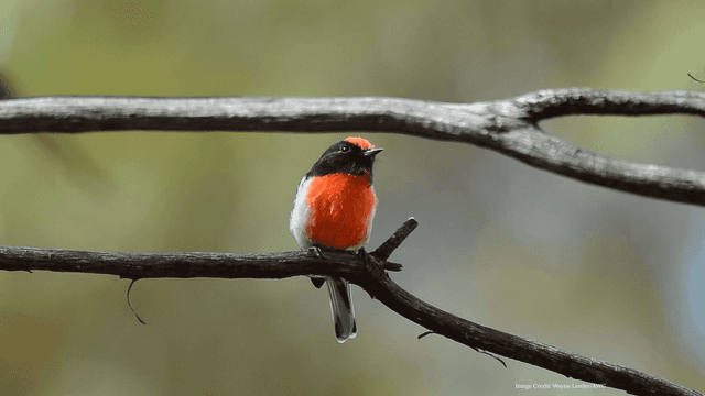 Rewilding Australia's endangered species