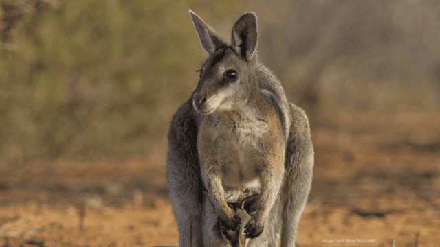 Rewilding Australia's endangered species