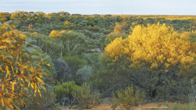 Rewilding Australia's endangered species